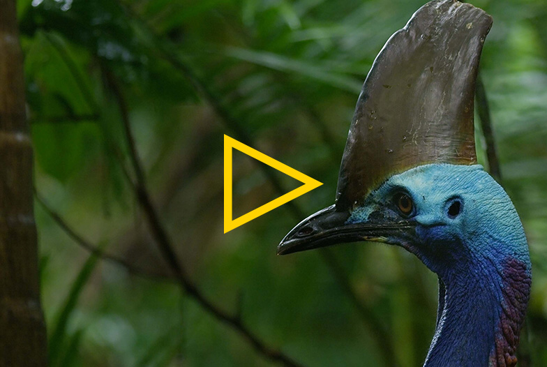 National Geographic App